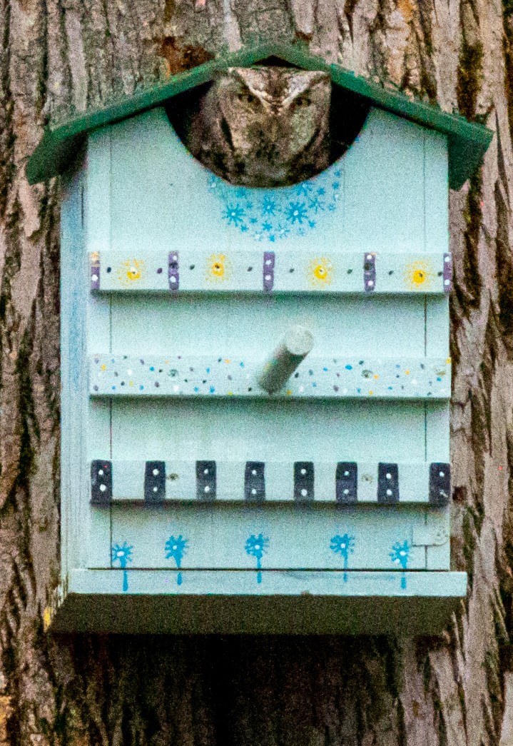 eBird Checklist - 7 Jan 2023 - Ontario Home Patch - 1 species