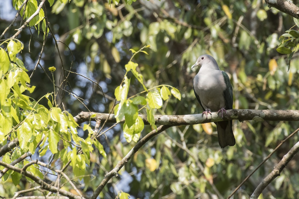 ML521691071 - Green Imperial-Pigeon - Macaulay Library