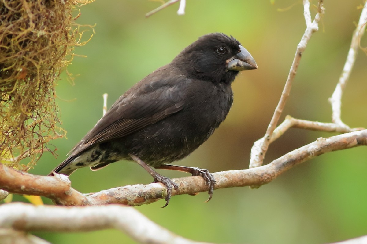ML521778171 - Medium Ground-Finch - Macaulay Library