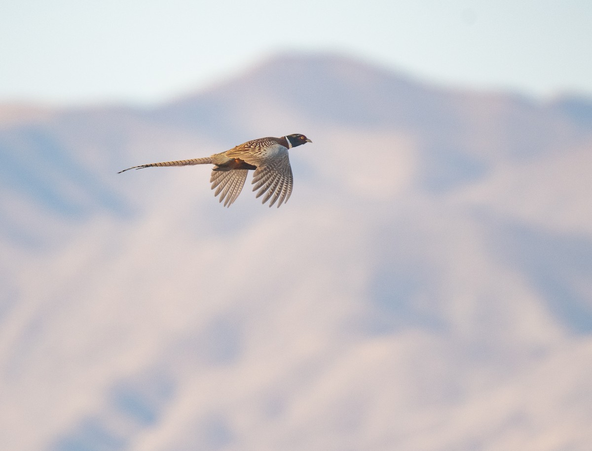 eBird Checklist - 2 Jan 2023 - 桑园 (Sang Yuan) - 11 species