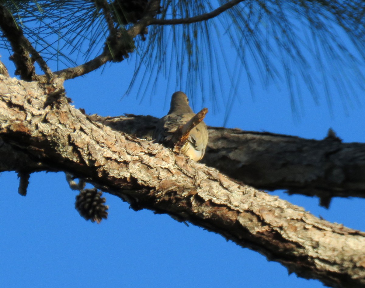 eBird Checklist - 7 Jan 2023 - Nancy Payton Preserve - 20 species