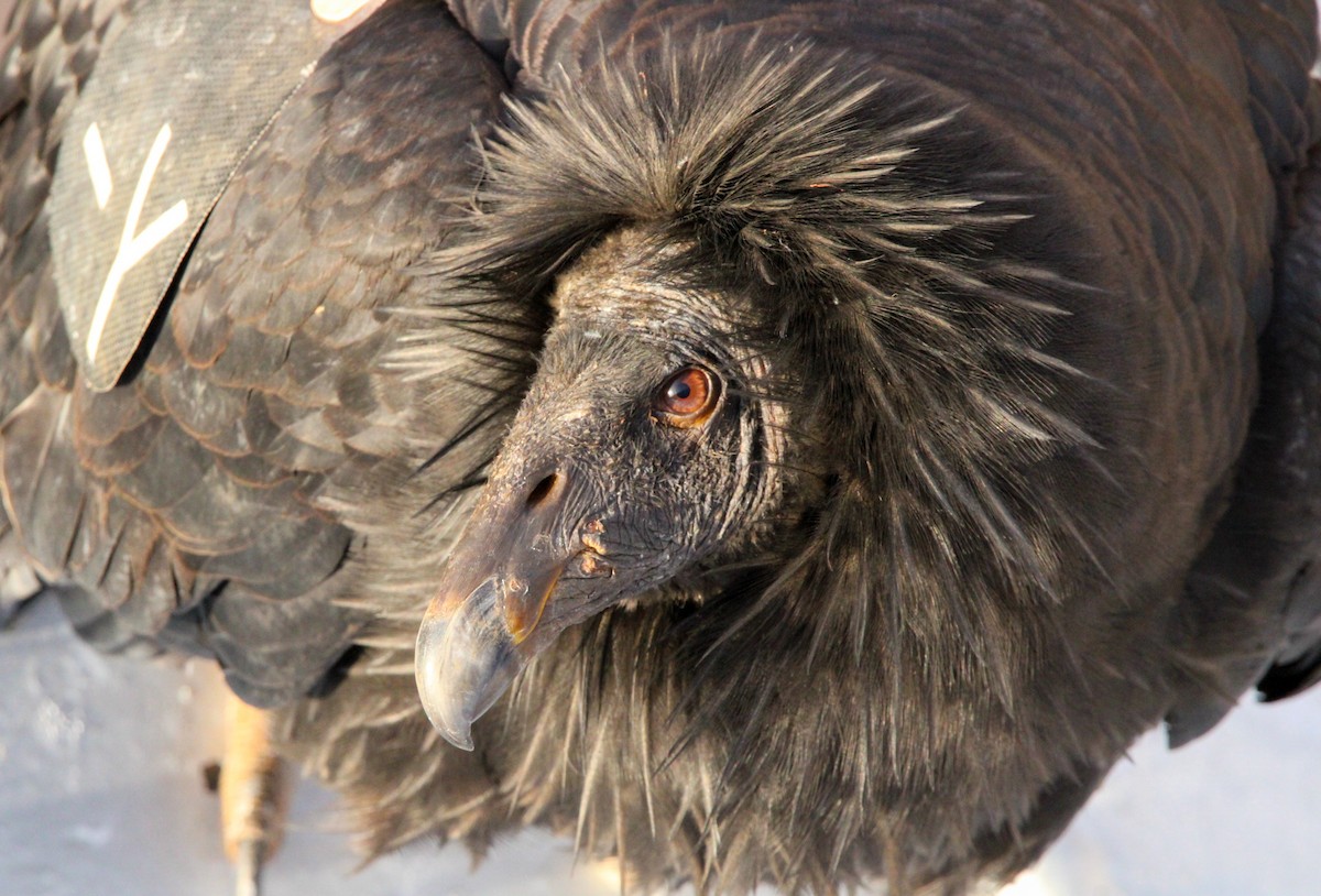 ML522050131 - California Condor - Macaulay Library