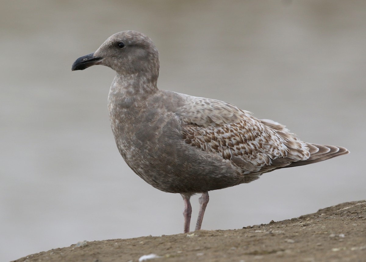 ML522111991 - Western x Glaucous-winged Gull (hybrid) - Macaulay Library