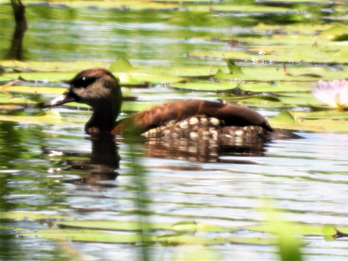 eBird Checklist - 10 Jan 2023 - Edmund Kennedy National Park - 27 species