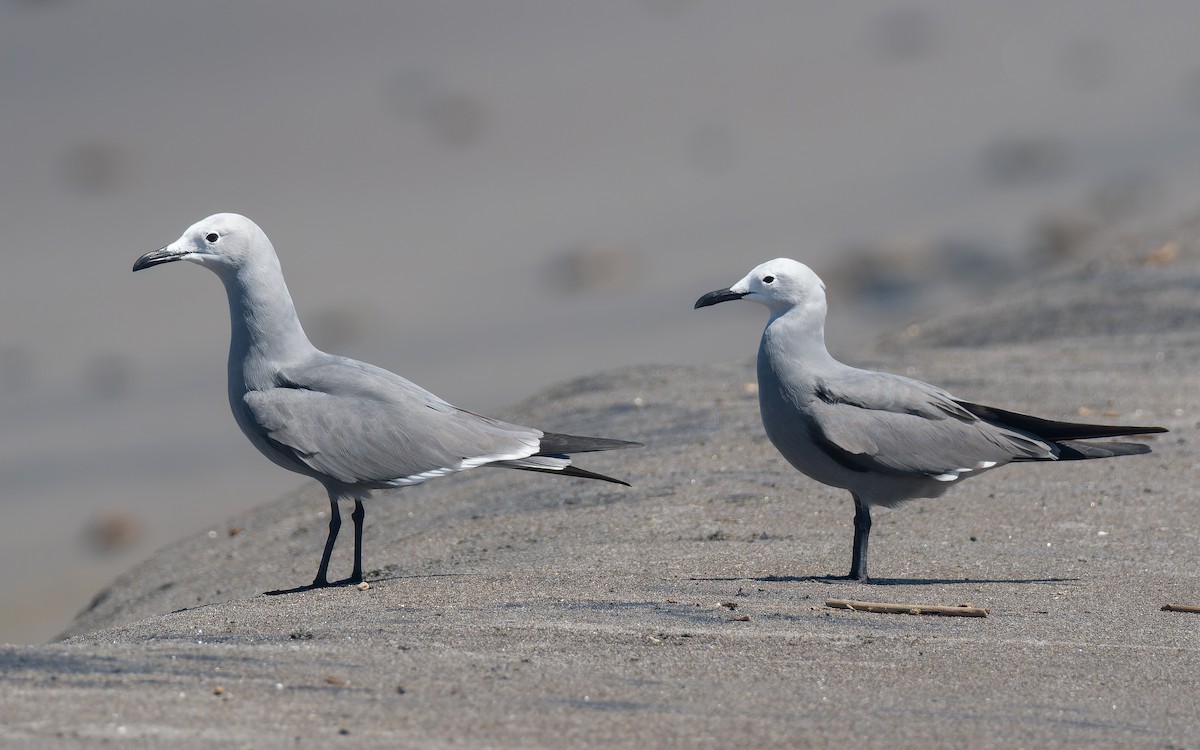 ML522613751 - Gray Gull - Macaulay Library