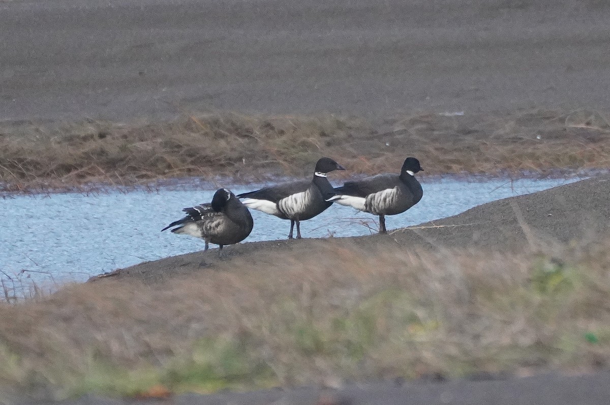 eBird Checklist - 10 Jan 2023 - Rodeo Lagoon (including beach and ...
