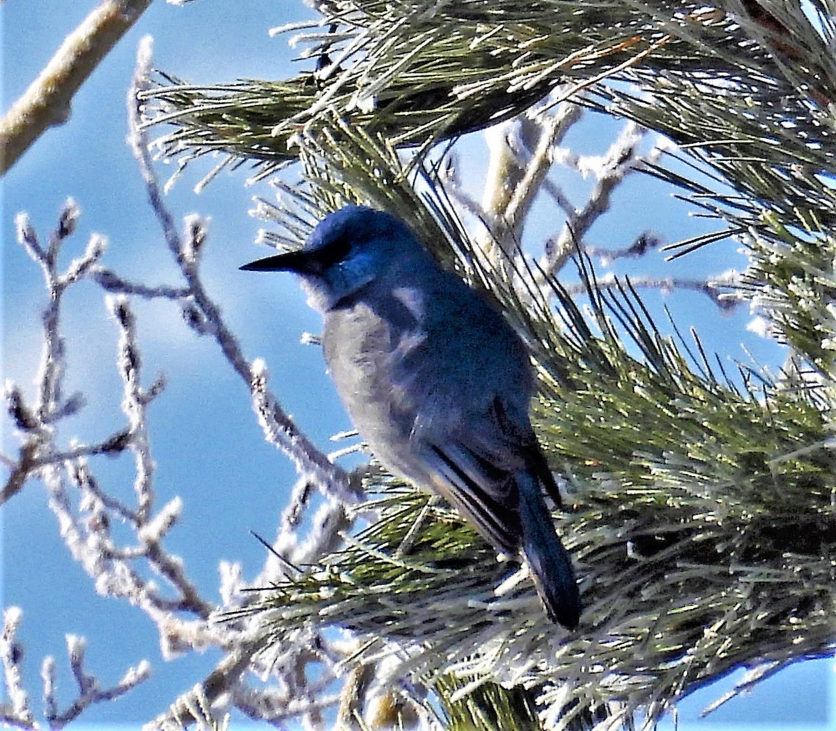 eBird Checklist - 10 Jan 2023 - 4476 Fox View Loop, Helena US-MT 46. ...