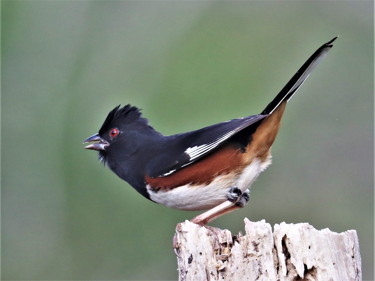 eBird Checklist - 10 Jan 2023 - Lake Woodruff NWR - 52 species