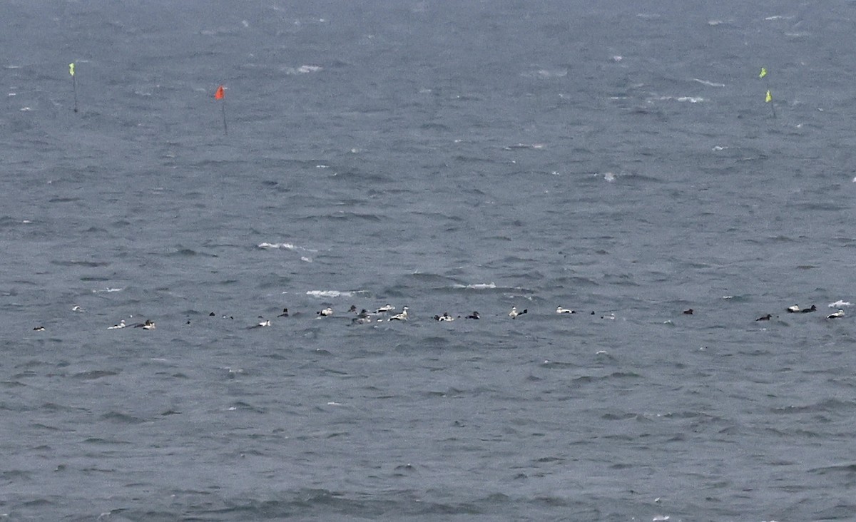 eBird Checklist - 7 Jan 2023 - Redcar Rocks - 17 species