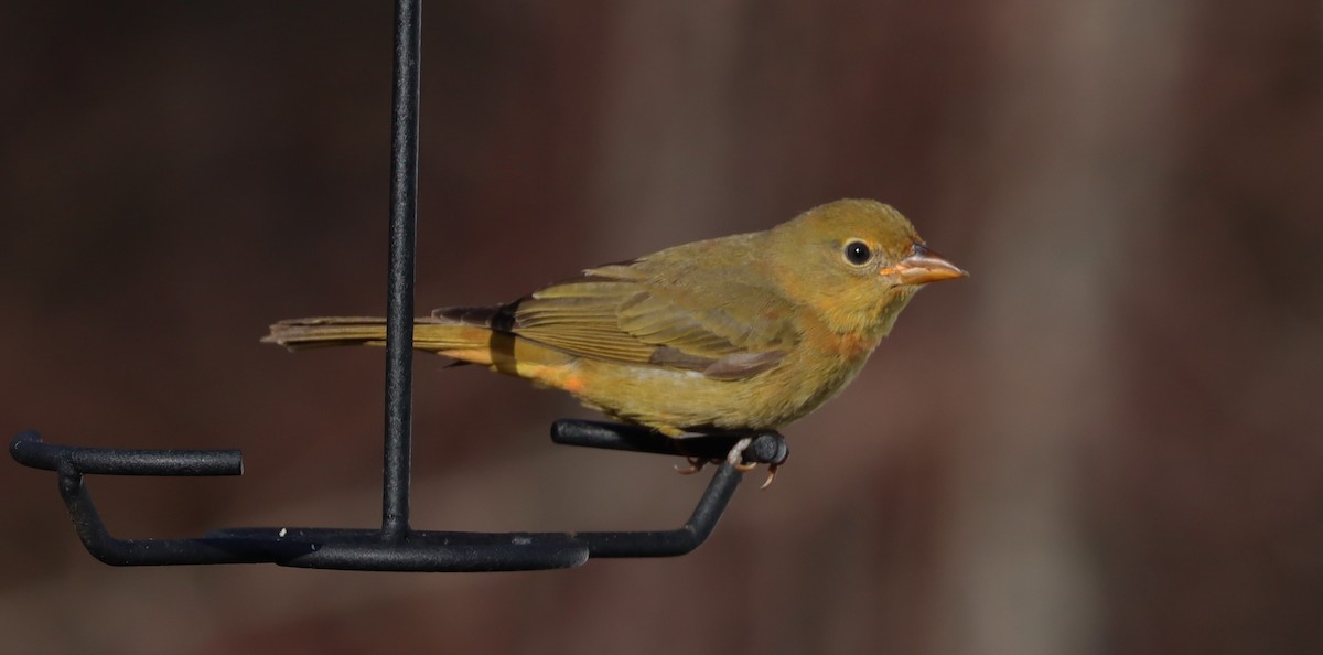 ML522843161 - Summer Tanager - Macaulay Library