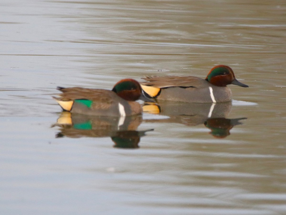 eBird Checklist - 10 Jan 2023 - Riparian Preserve at Gilbert Water ...
