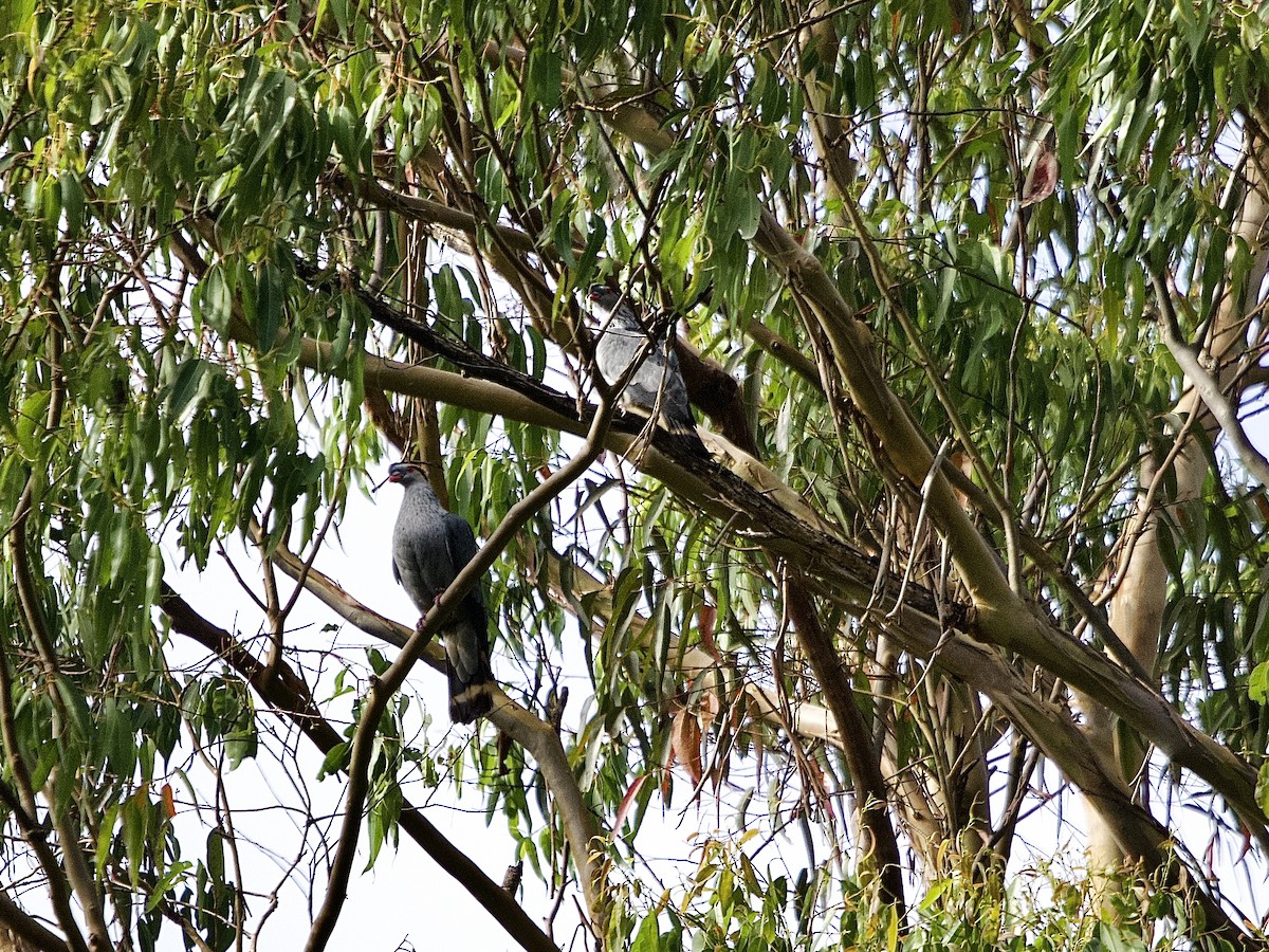 eBird Checklist - 11 Jan 2023 - Chichester State Forest--Allyn River ...