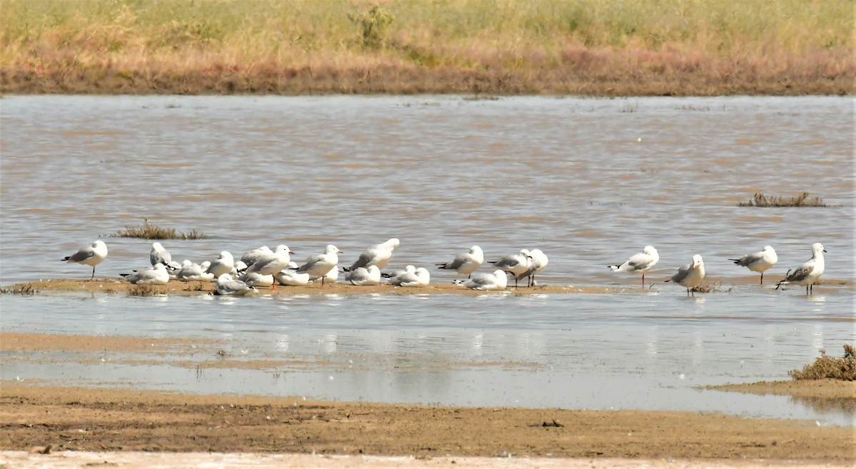 eBird Checklist - 11 Jan 2023 - Lake Hindmarsh--Four Mile Beach - 50 ...