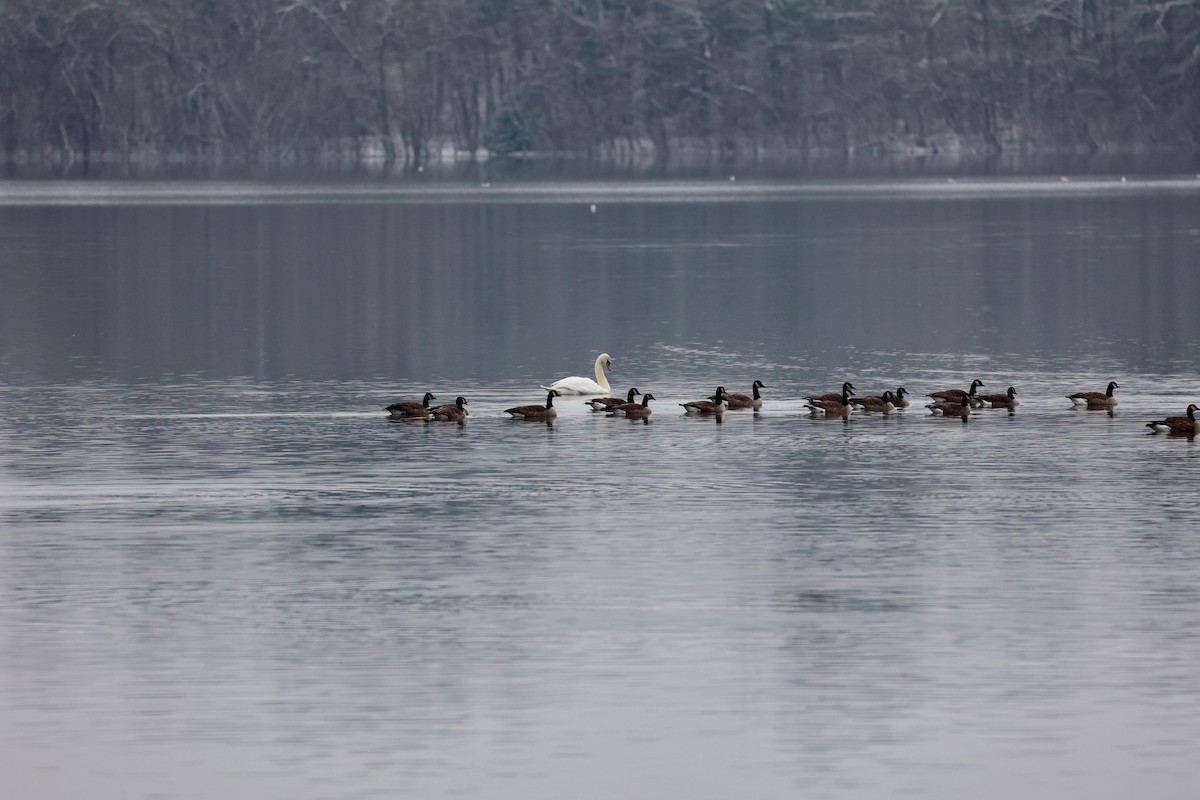 eBird Checklist - 12 Jan 2023 - Wenham Lake - 7 species