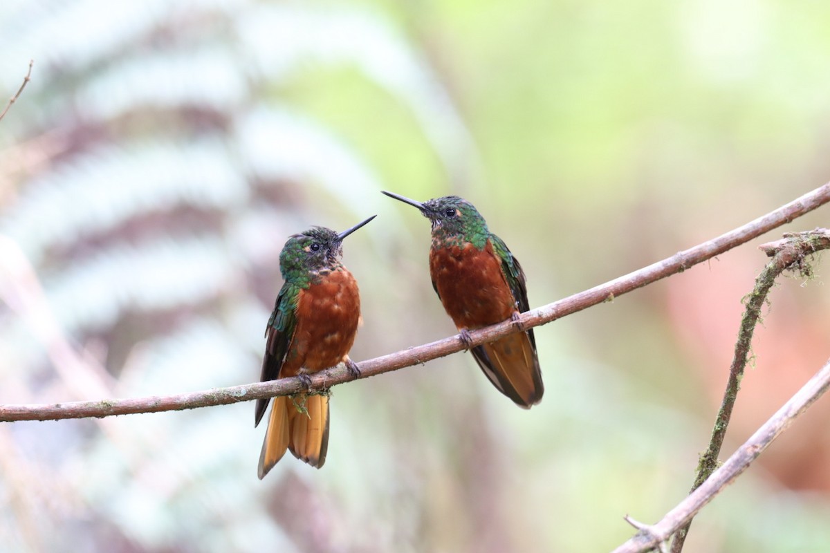 eBird Checklist - 4 Jan 2023 - Reserva Tapichalaca y Casa Simpson - 73 species