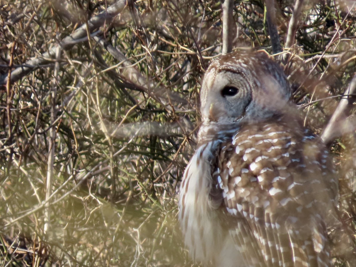 eBird Checklist - 9 Jan 2023 - Parker River NWR - 27 species