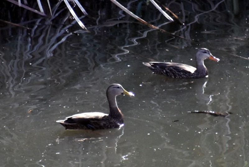 ML523414751 - Mexican Duck - Macaulay Library