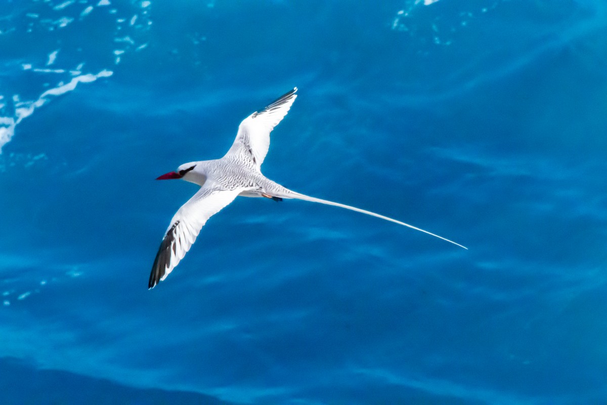 eBird Checklist - 12 Jan 2023 - Japanese Fishing Shrine - 4 species