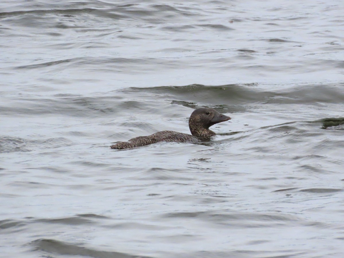 eBird Checklist - 13 Jan 2023 - Loveday Cove (Lake Cooby) - 2 species