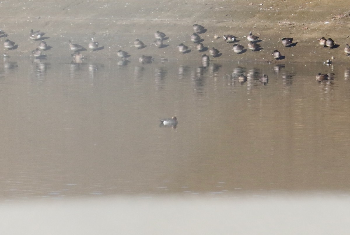 eBird Checklist - 8 Jan 2023 - Grove Ave. at Riverside Dr. reservoir ...