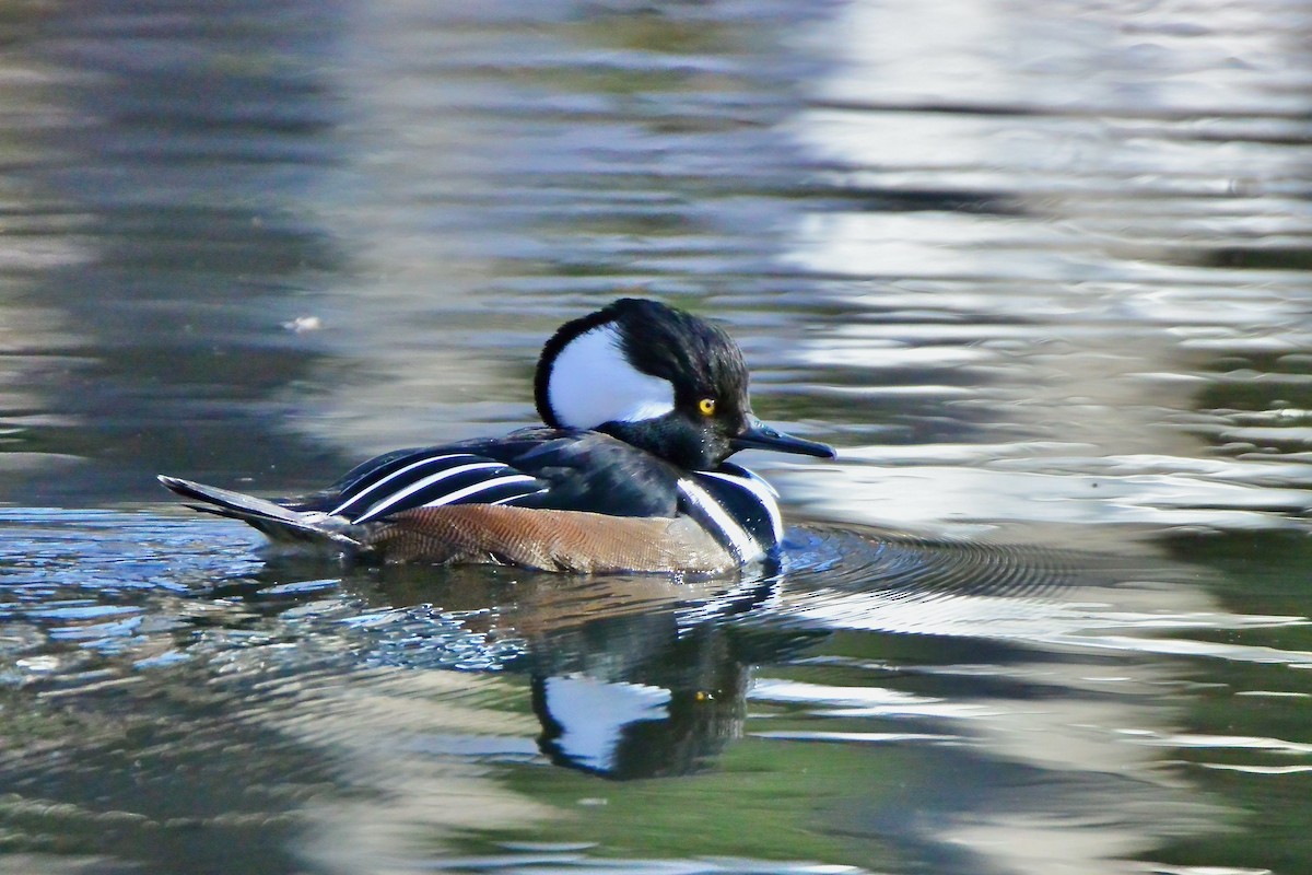 eBird Checklist - 13 Jan 2023 - Ashby Pond Conservancy Site - 20 species