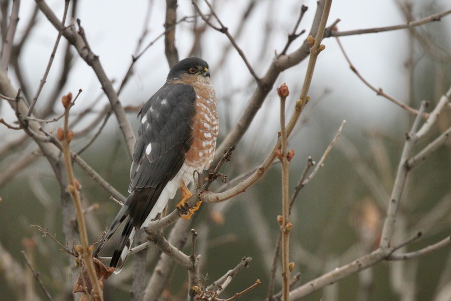 Sharp-shinned Hawk (Northern) - eBird
