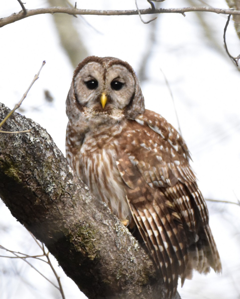 eBird Checklist - 25 Mar 2017 - Chowan Swamp Game Land--New Ferry Rd ...