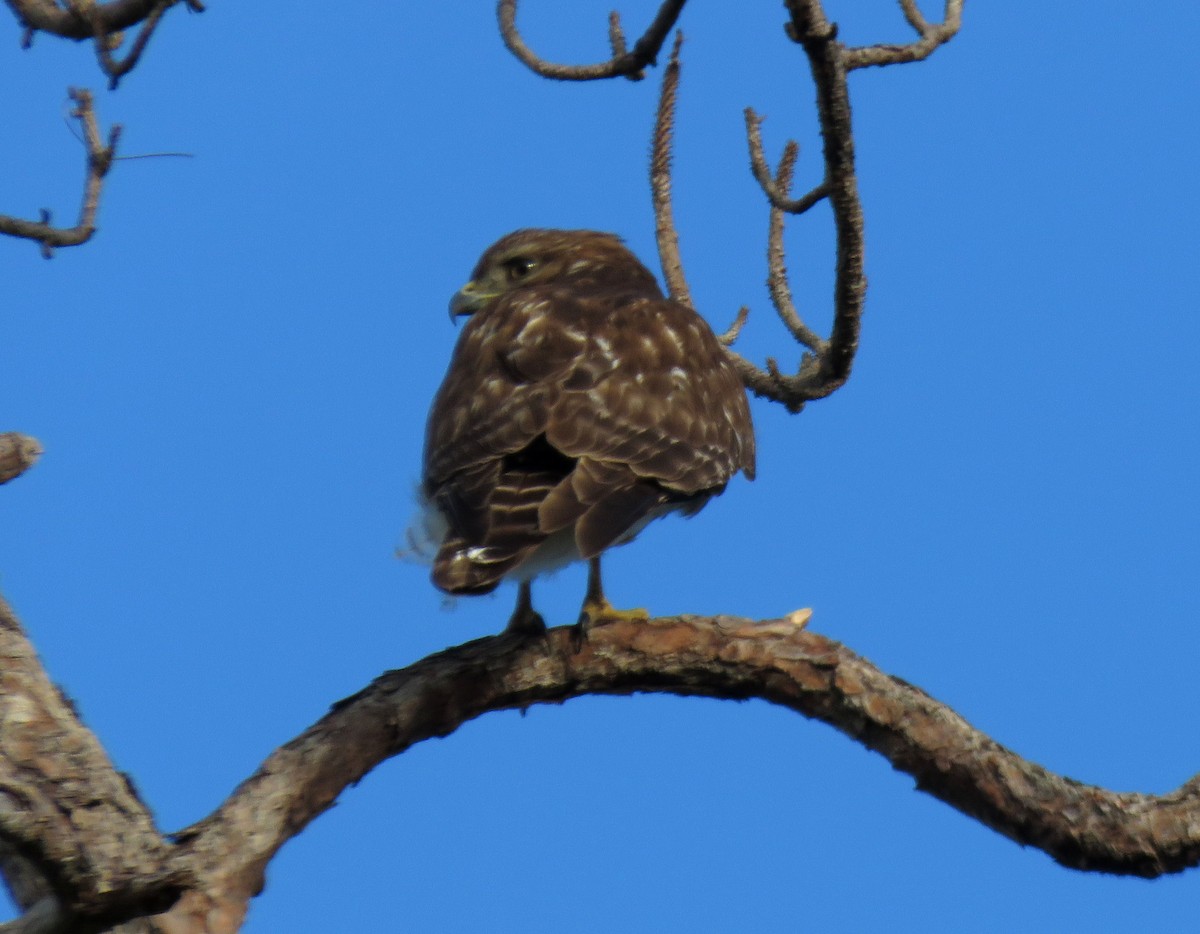 eBird Checklist - 14 Jan 2023 - Sabal Palm Road, Naples, Florida, US ...