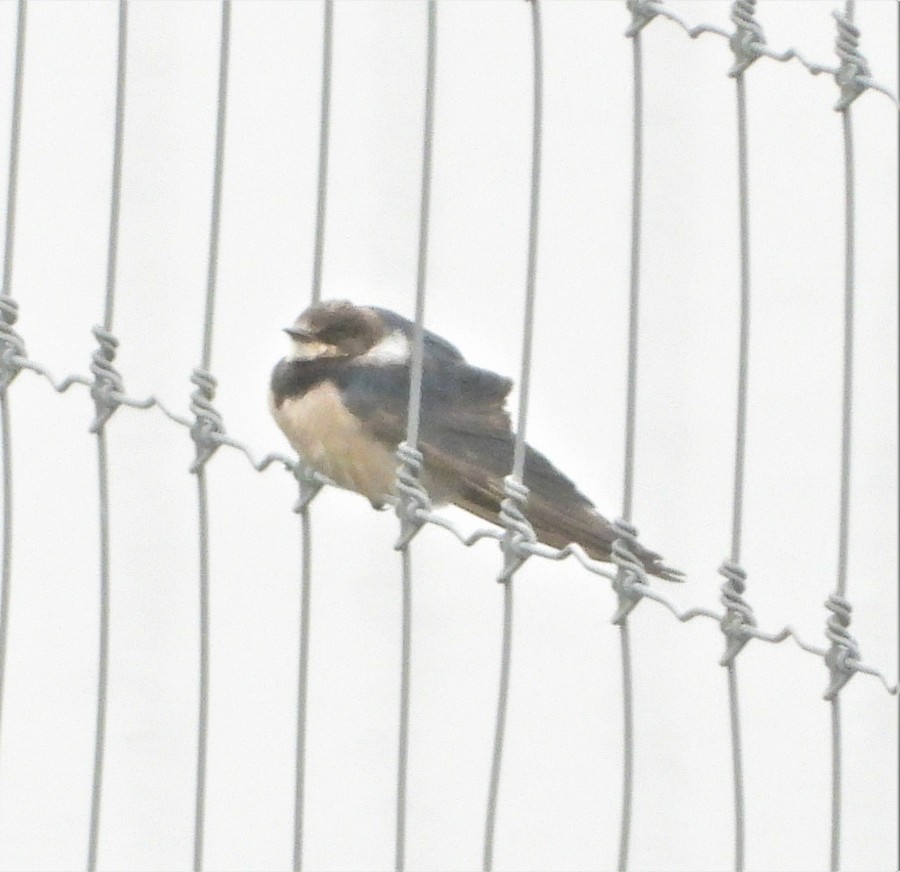 Bank x Barn Swallow (hybrid) - eBird