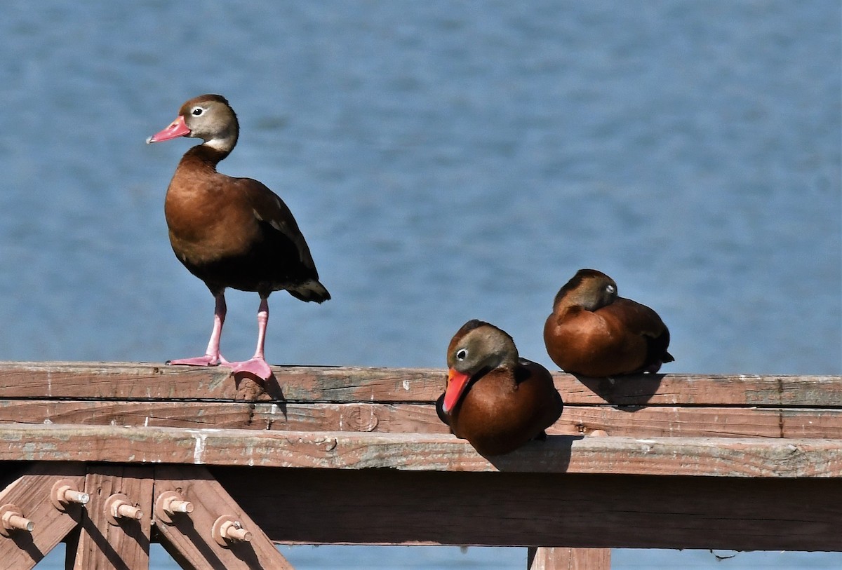 eBird Checklist - 5 Jan 2023 - UTRGV Brownsville (campus & resacas ...