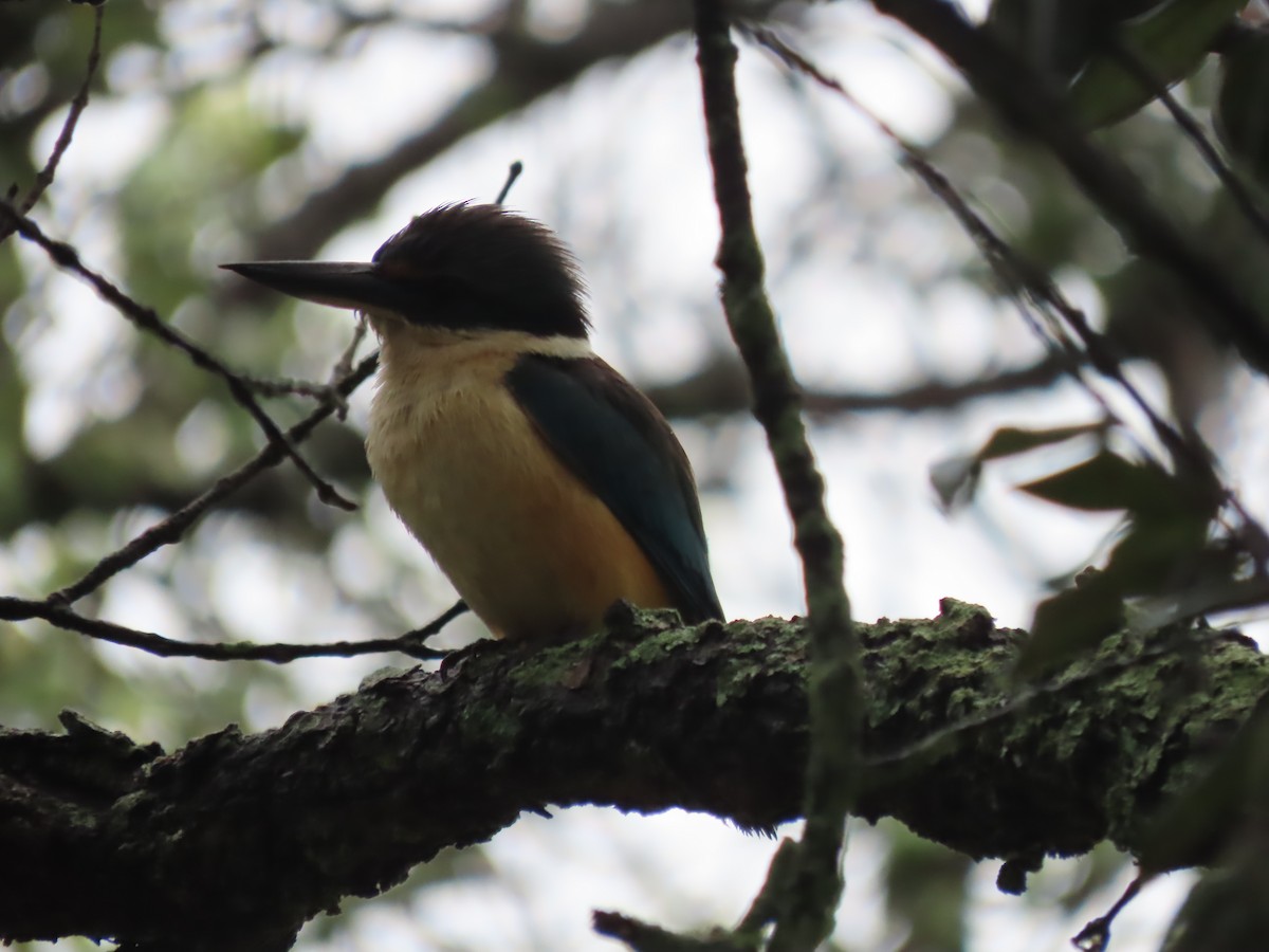 eBird Checklist - 17 Nov 2022 - Dove-Myer Robinson Park, Parnell - 12 ...