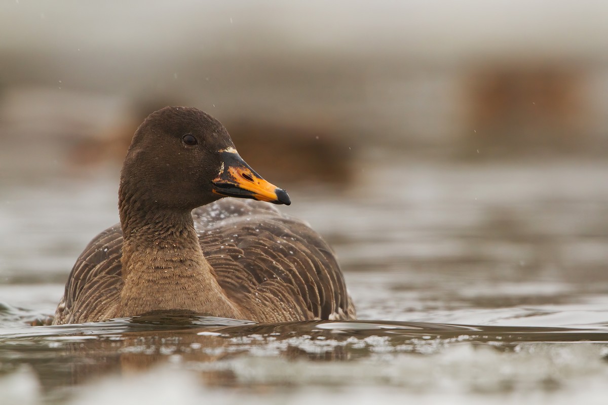 ML524432731 - Taiga Bean-Goose - Macaulay Library