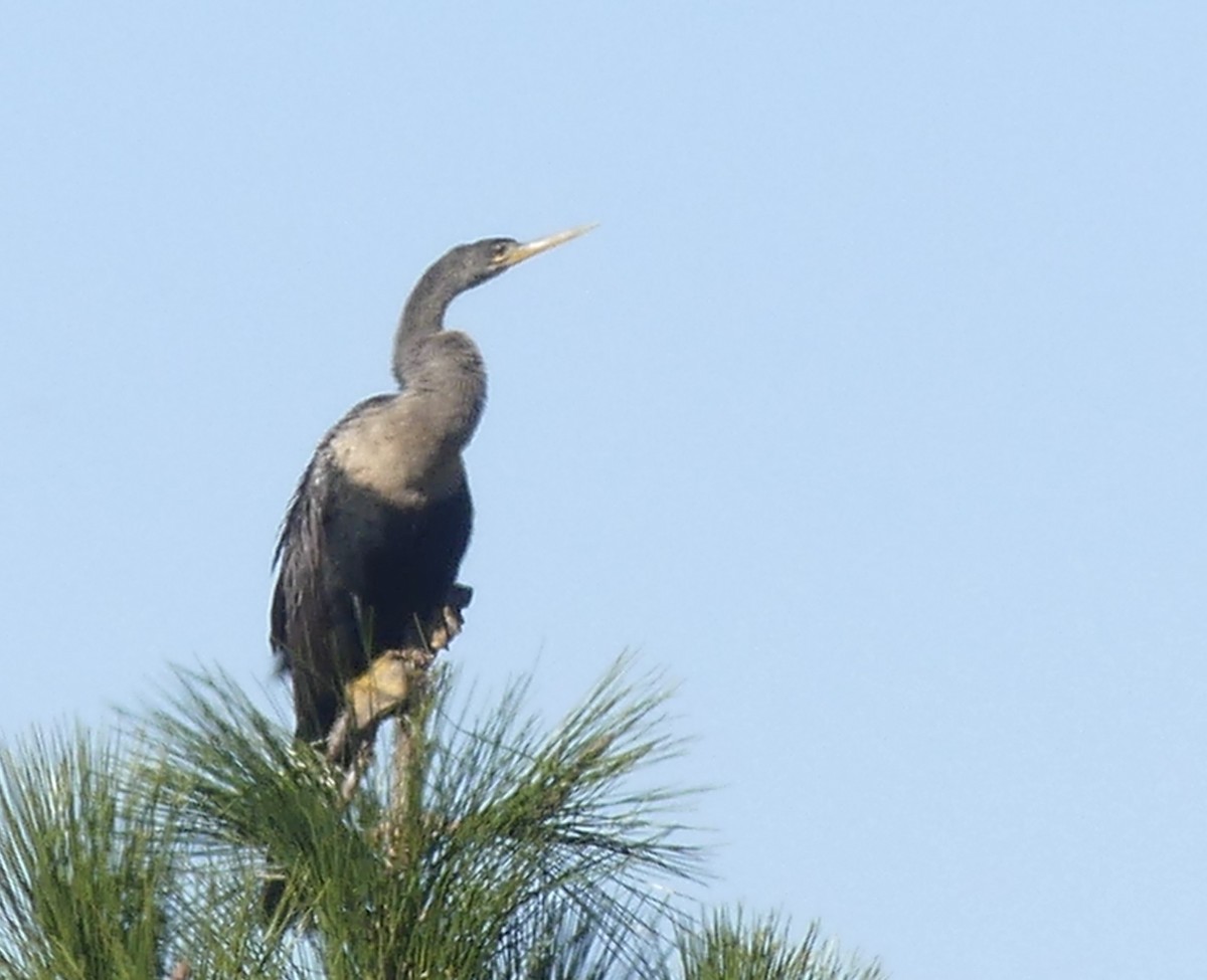 eBird Checklist - 15 Jan 2023 - Hilochee WMA--Osprey Unit - 38 species