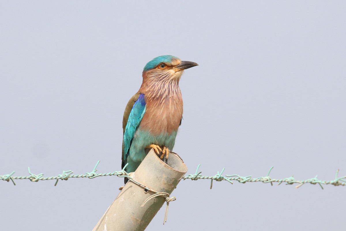 ML524722061 - Indian Roller - Macaulay Library
