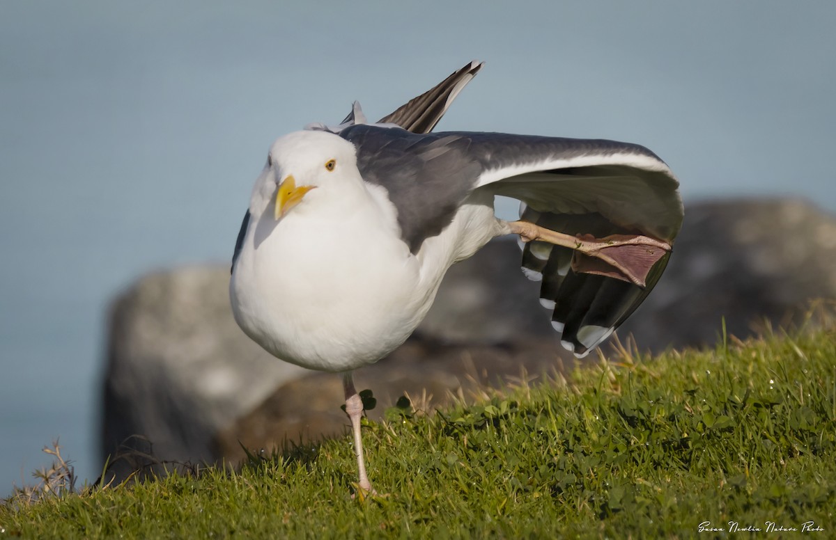 eBird Checklist - 12 Jan 2023 - Quivira Point - 14 species