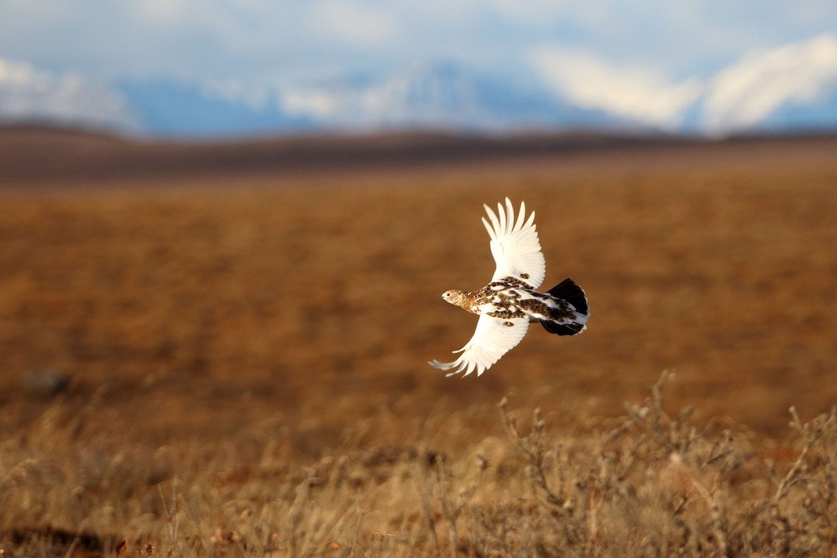 eBird Checklist - 20 Sep 2022 - Toolik Field Station - 5 species