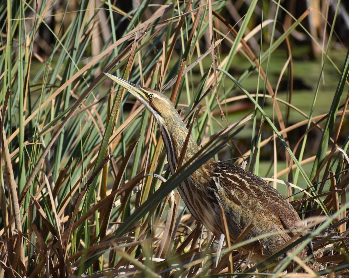ML525167291 - American Bittern - Macaulay Library