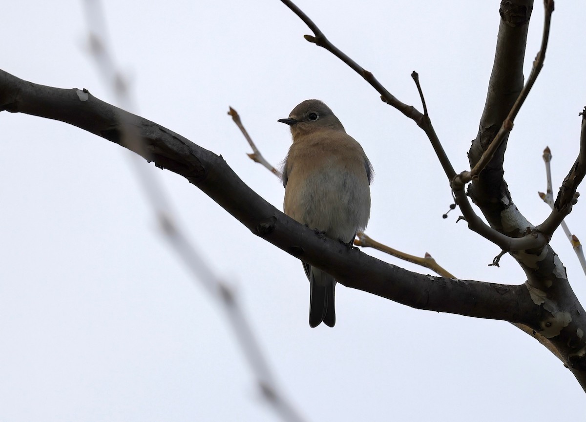 ML525186351 - Mountain Bluebird - Macaulay Library