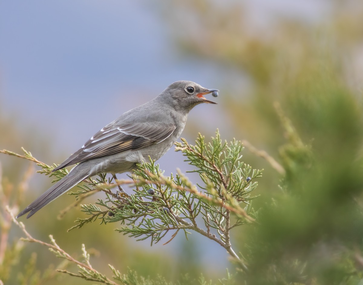 Townsend's Solitaire - Myadestes townsendi - Media Search - Macaulay ...