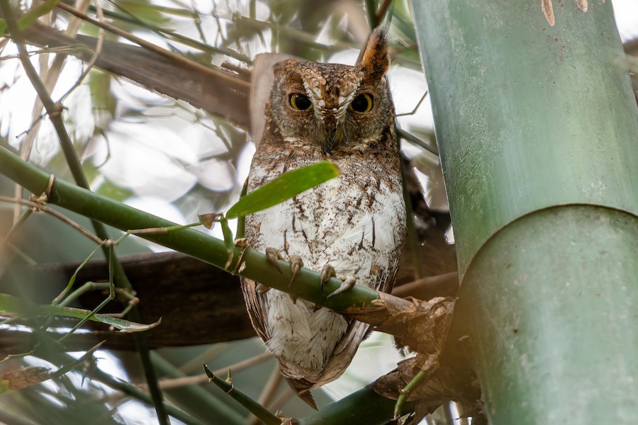 Autillo Oriental (grupo sunia) - eBird