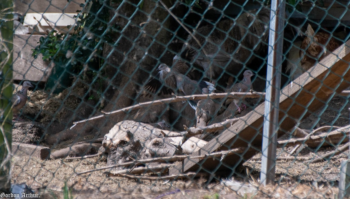 eBird Checklist - 18 Jan 2023 - Roslyn Park - 22 species (+1 other taxa)