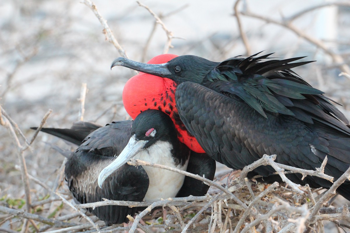 ML52595721 - Great Frigatebird - Macaulay Library