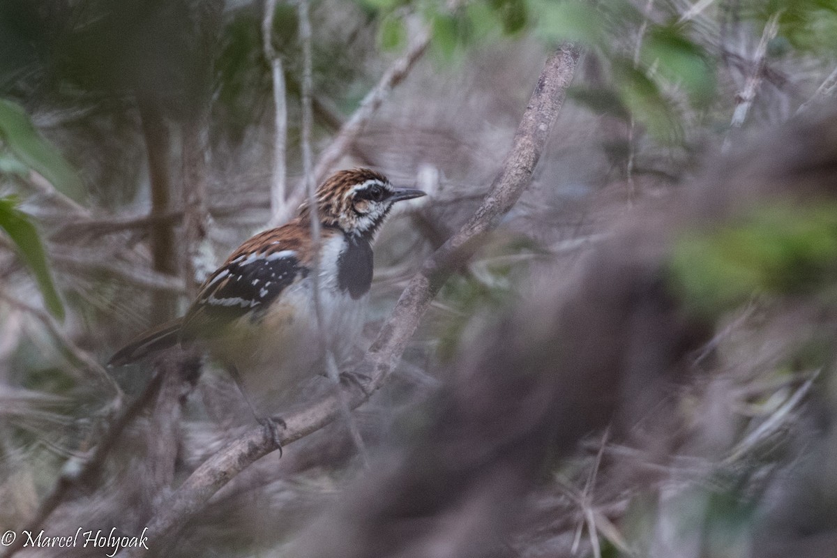 ML526033481 - Stripe-backed Antbird - Macaulay Library