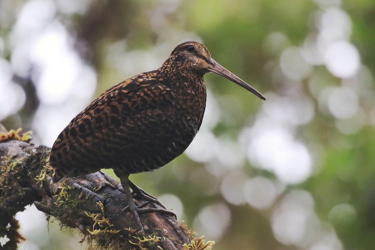 ML526521841 - Imperial Snipe - Macaulay Library