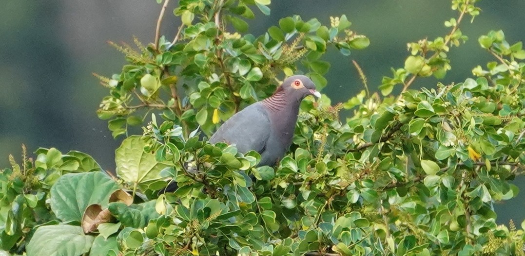 eBird Checklist - 7 Jan 2023 - Des Cartiers Rainforest Trail - 14 species