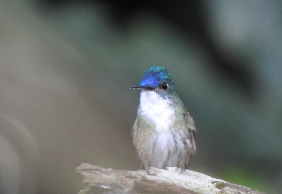ML526721591 - Azure-crowned Hummingbird - Macaulay Library