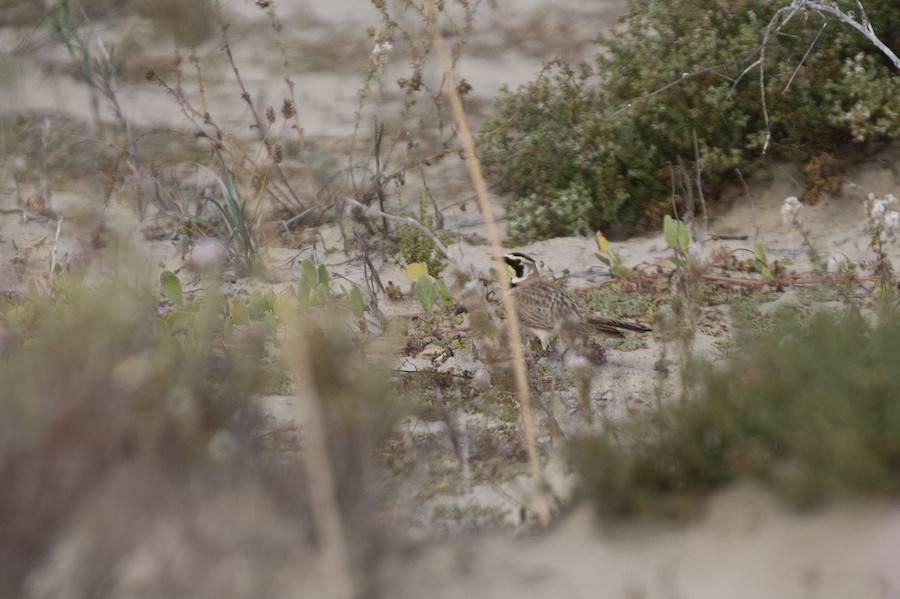 Horned Lark (South Baja) - eBird