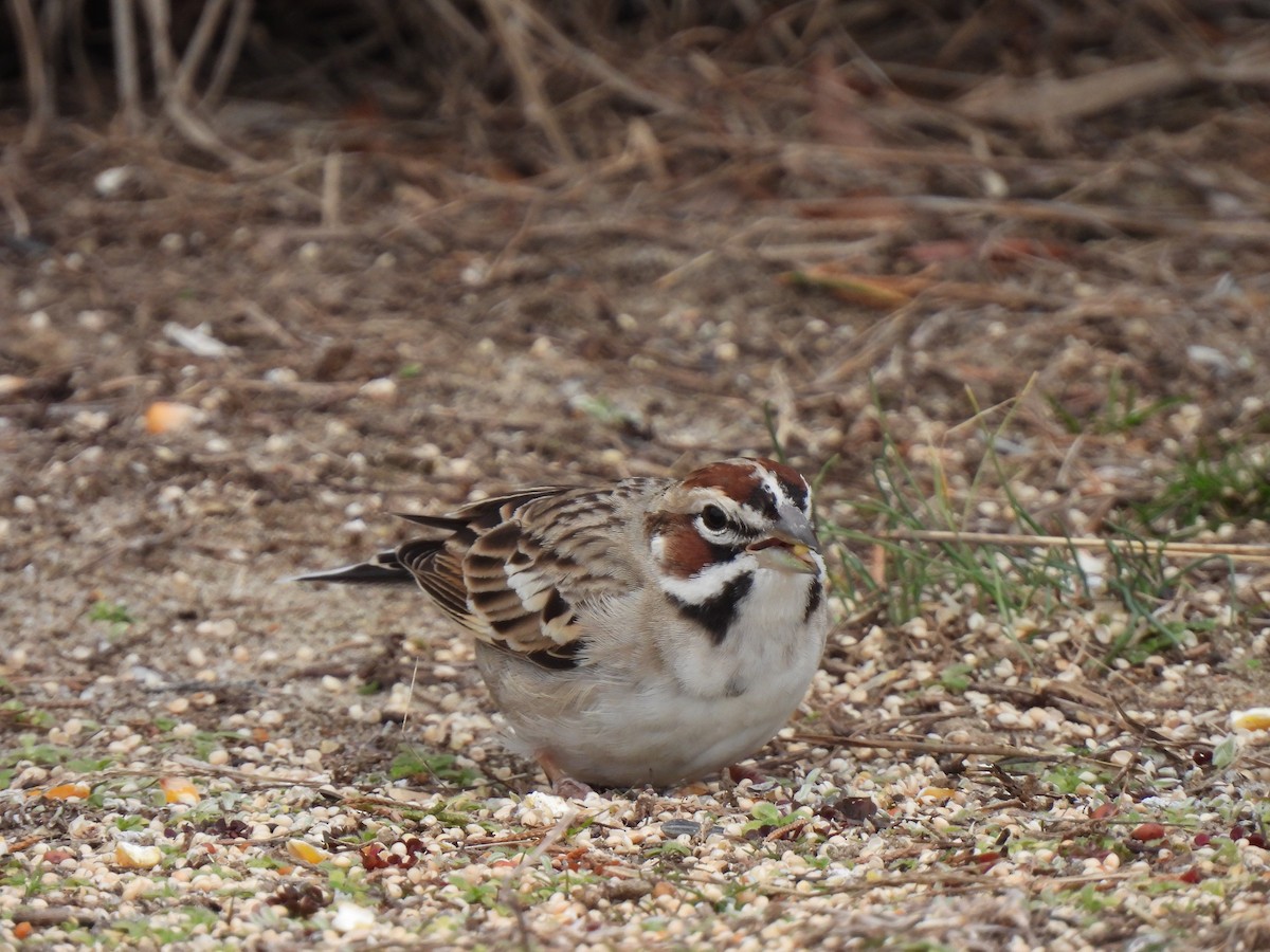 eBird Checklist - 21 Jan 2023 - Cape Henlopen SP--Herring Point - 12 ...