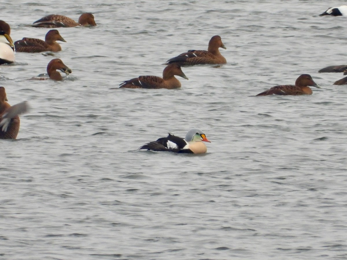 eBird Checklist - 22 Jan 2023 - Parker River NWR - 34 species
