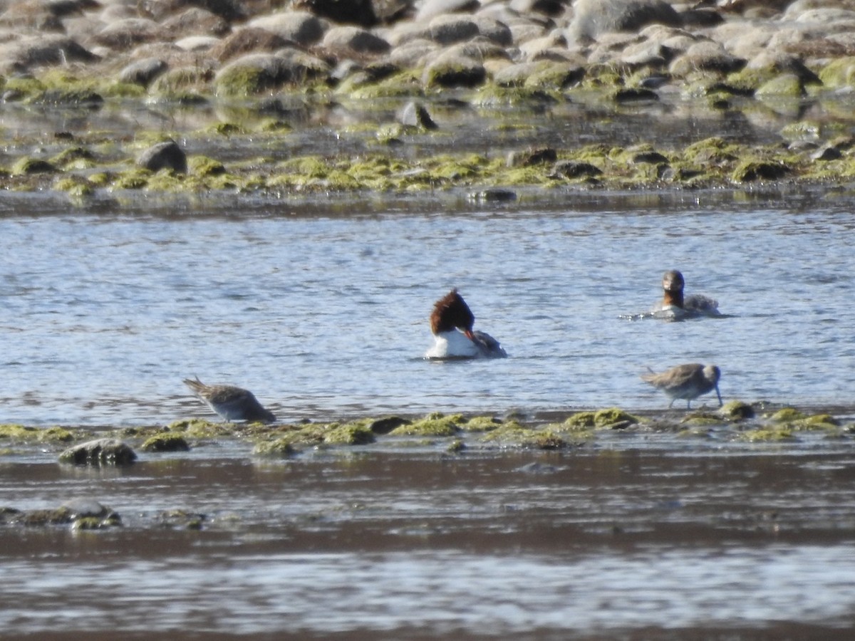 eBird Checklist - 22 Jan 2023 - Salt River--Coon Bluff Recreation Area ...